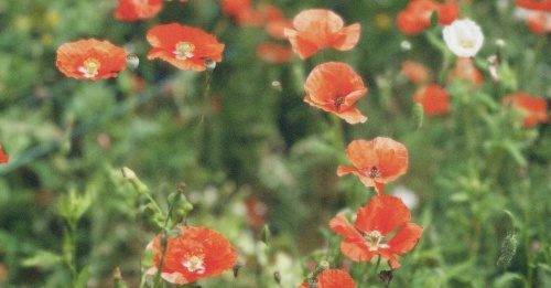 Một vườn hoa Colico ở Đà Lạt | travelnews | Thế giới Combo