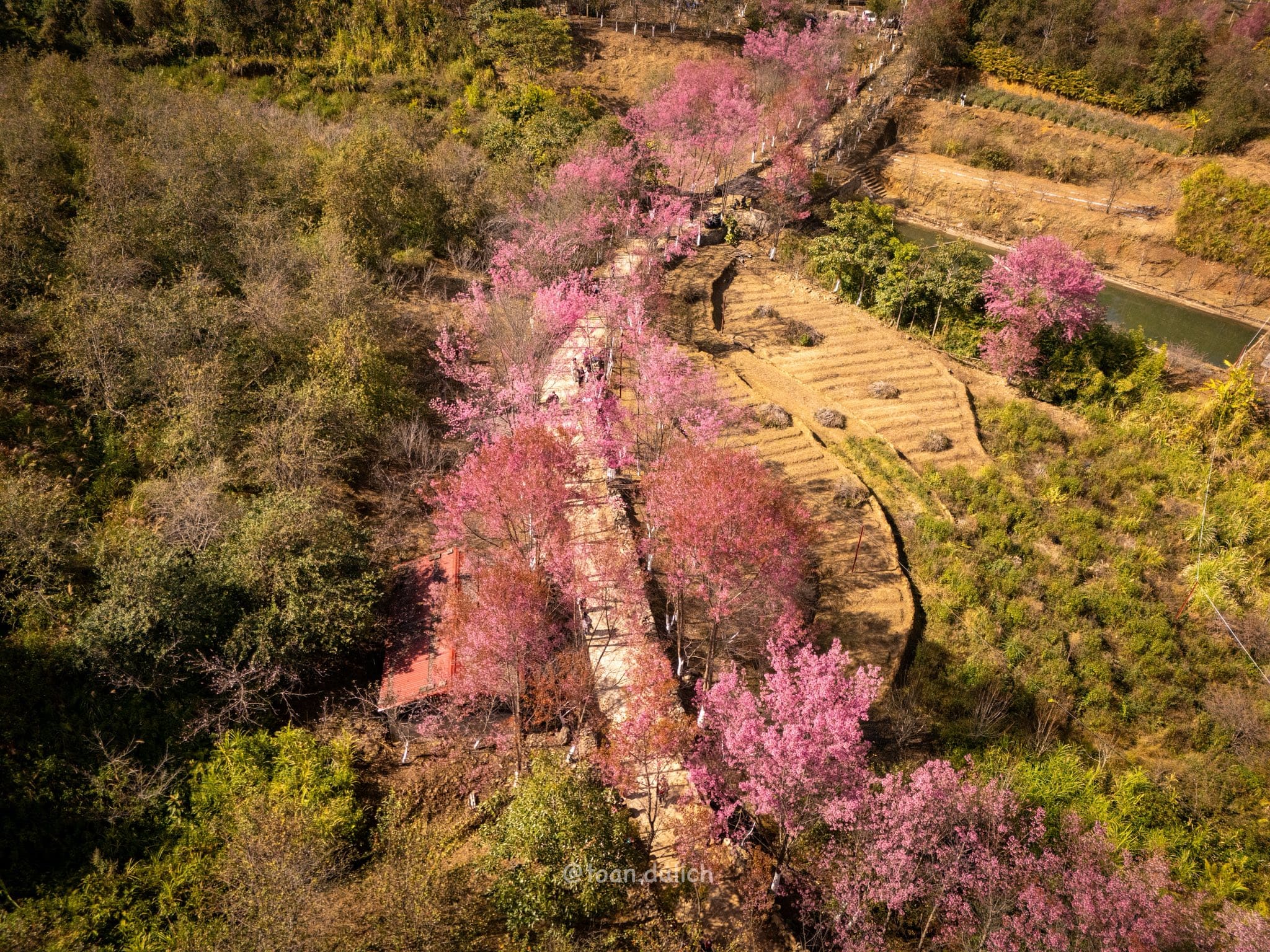 Review Chi Tiết Chuyến đi Mù Cang Chải 2N2Đ Mùa Hoa Tớ Dày đẹp Nhất ...