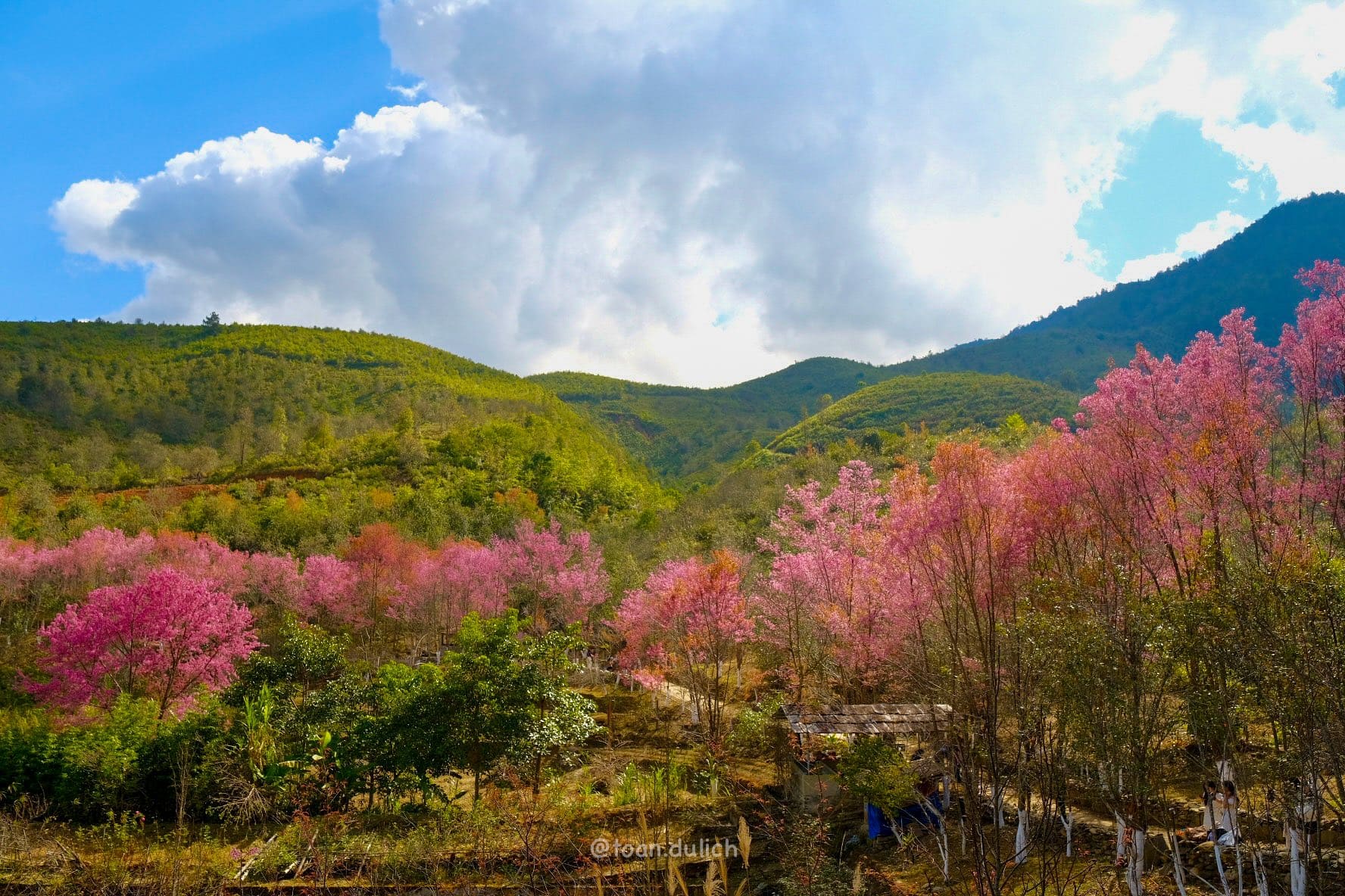 Review Chi Tiết Chuyến đi Mù Cang Chải 2N2Đ Mùa Hoa Tớ Dày đẹp Nhất ...